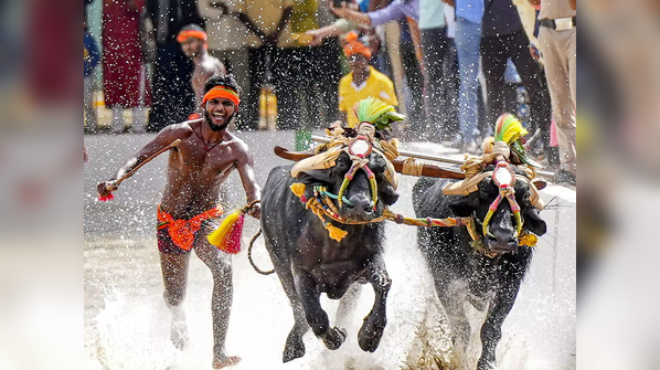Bangalore Kambala News: Bengaluru's first-ever Kambala buffalo race ...