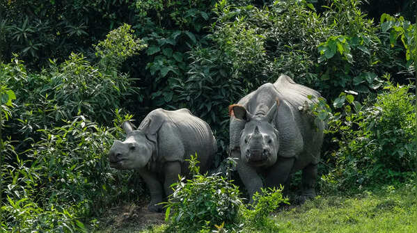 6 wildlife sanctuaries in Assam worth exploring