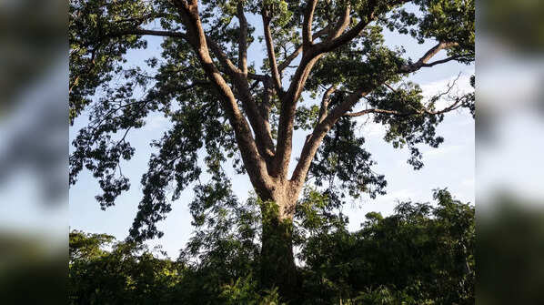 10 types of popular woods and the trees they come from