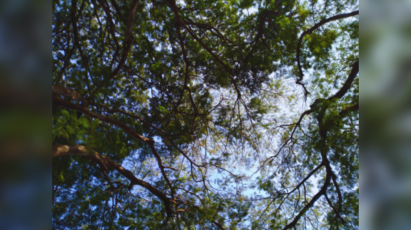 6 urban oases in Bengaluru with hill station vibes