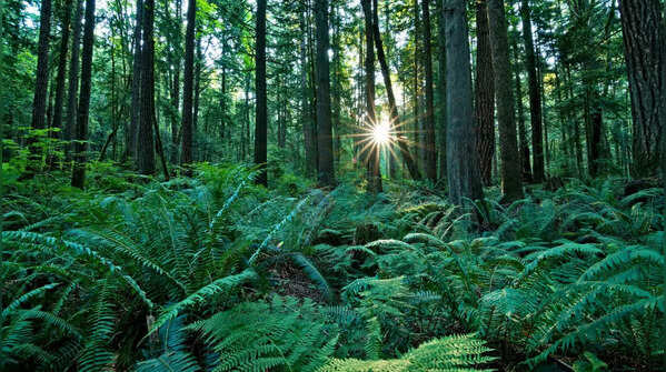 7 types of forests found around the world