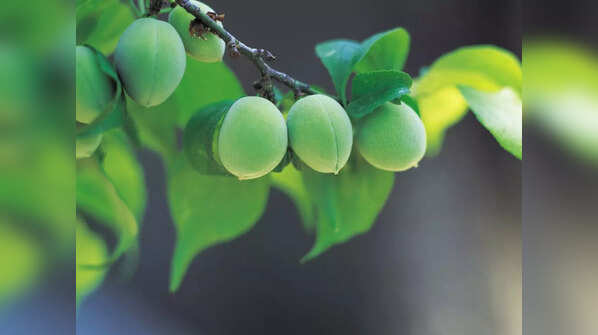 Lasoora: Why these high nutrition desi berries must be consumed in Summer