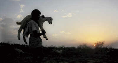 Kenguri displaces Bannur as most popular sheep