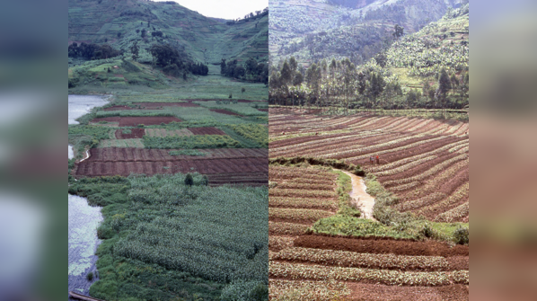 Types of soils found in India and their importance