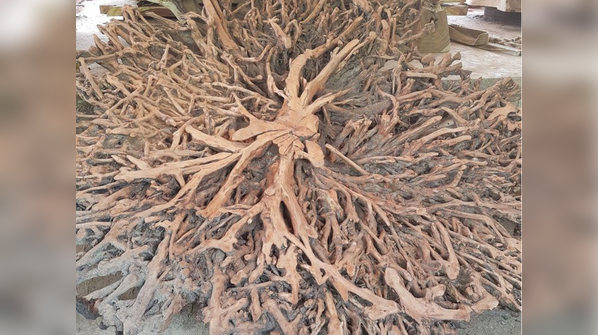 Perfume Making Woods: 10 kinds of wood used for making perfume