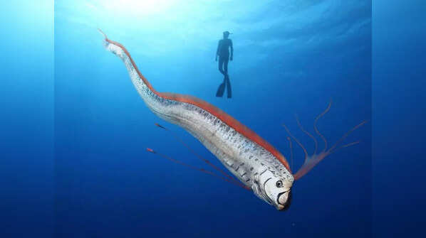 10 largest creatures that live deep inside the oceans