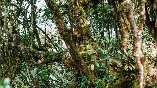 7 types of forests found around the world