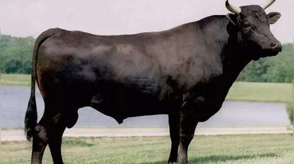6 most expensive cows in the world