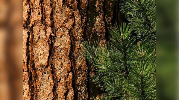 Perfume Making Woods: 10 kinds of wood used for making perfume