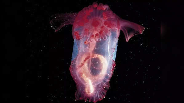 8 creatures on earth that look like aliens