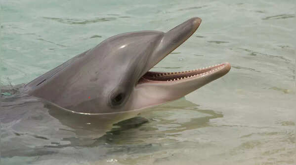6 most adorable and super cute dolphins in the world