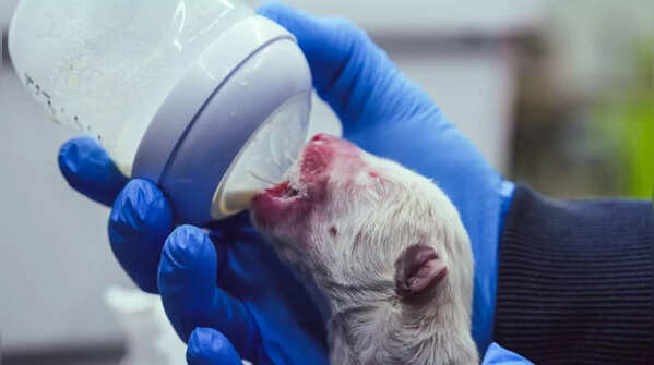 Elon Musk wants to pet Dire Wolves: 5 lesser known facts about Dire ...