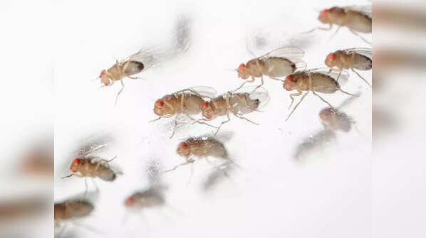 Animals that have been sent to space