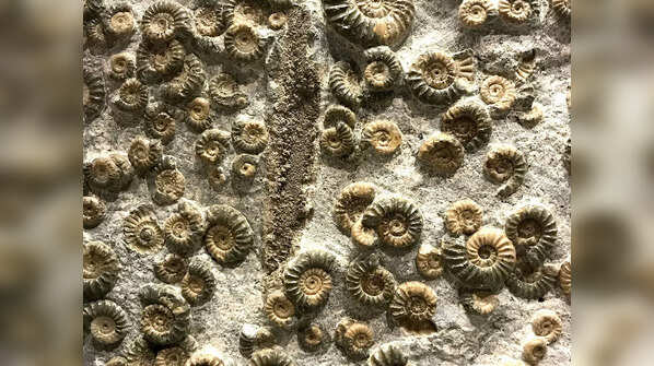 Oldest animal-track fossil unveils ancient crab's journey