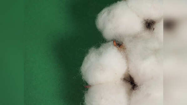 9 oldest varieties of cotton found around the world