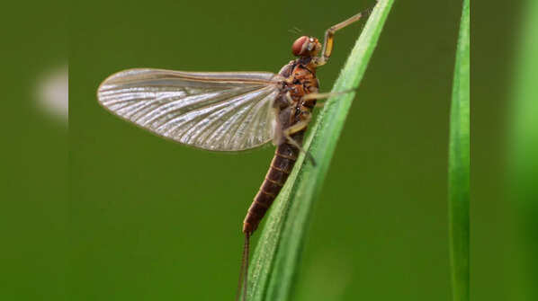 Unique animals that die after giving birth to offspring