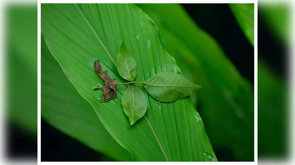 Sawan Somvar 2023: Why is Bel Patra offered to Lord Shiva and what is ...