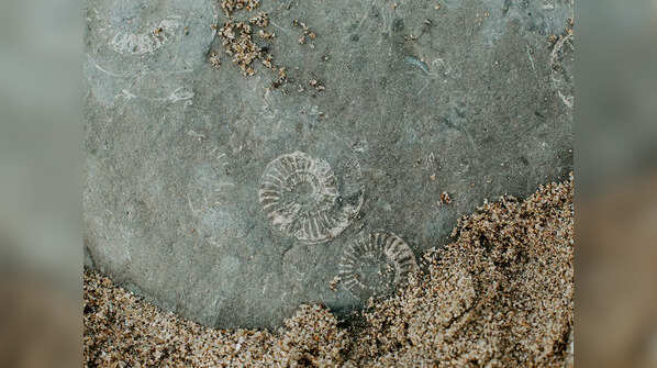 Oldest animal-track fossil unveils ancient crab's journey