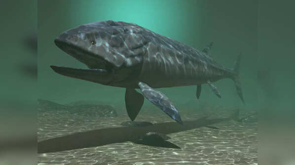 8 largest animals that ever lived