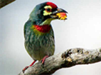 Urban Jungle: Bird with a beard