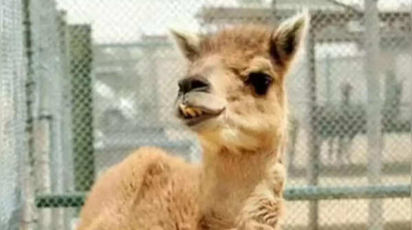 6 hybrid animals that look fake but are shockingly real