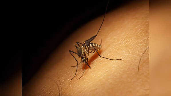 Chikungunya versus Dengue: How their symptoms differ