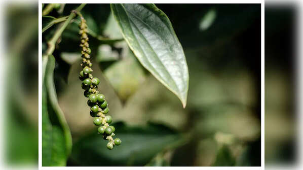 This is why Kampot Pepper is considered the finest pepper in the world