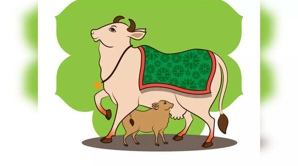 Kamdhenu: Everything you need to know about the sacred cow mother