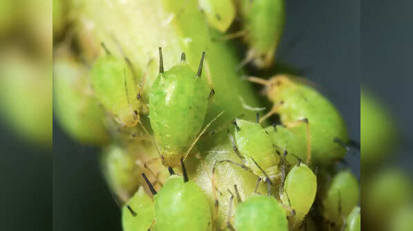 Unique animals that die after giving birth to offspring