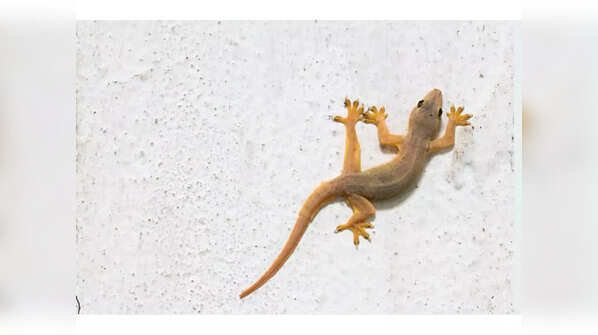Viral tips for keeping lizards away