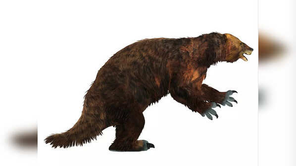 7 largest megafauna that are extinct