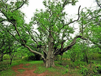 400-year-old Tamarind Grove gets tourism makeover