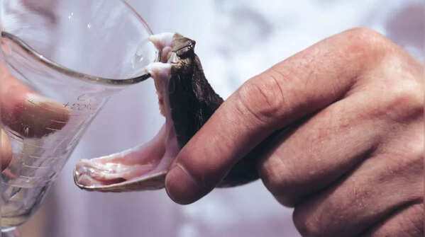 Gaboon Viper: Meet the most terrifying snake with the largest fangs in ...