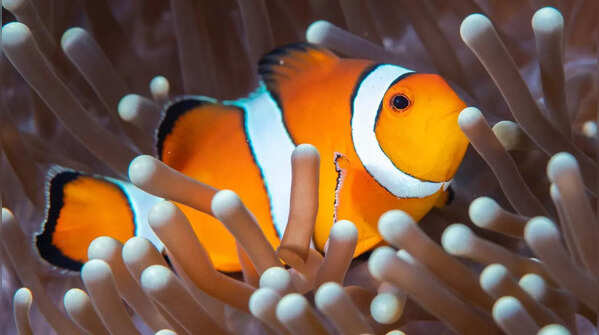 Why is Nemo, the clownfish shrinking in size