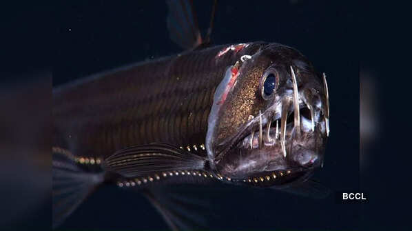 8 creatures on earth that look like aliens