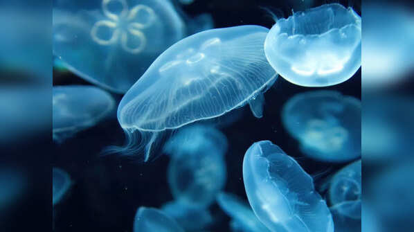 10 animals with see-through bodies