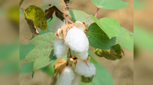 9 oldest varieties of cotton found around the world