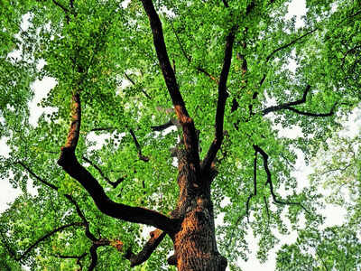 Over 180 trees on chopping block