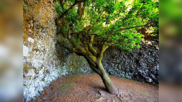 When Lord Rama offered prayers to the Shami tree: Reasons to have the ...