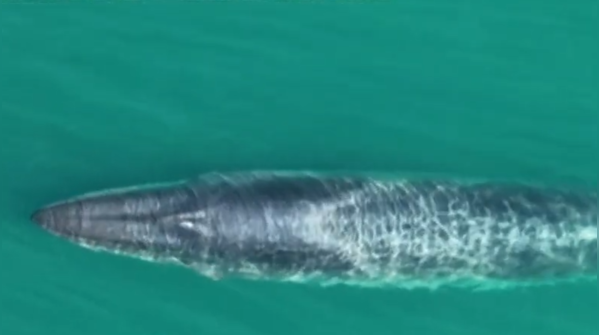 This giant whale has resurfaced after disappearing for more than a 100 ...