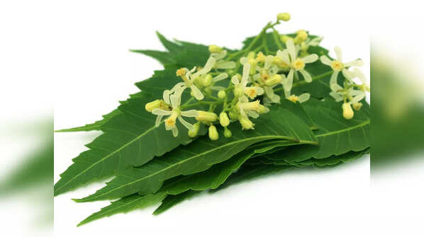 Bitter Neem Flower makes a lovely drink and here's why it is consumed ...