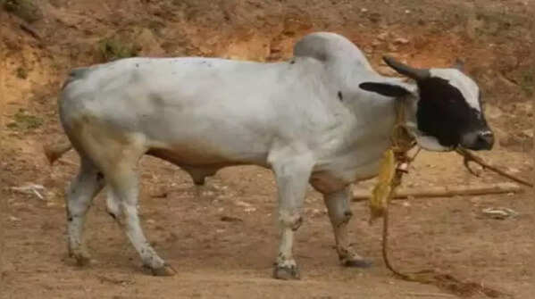 8 most popular cow breeds found in India