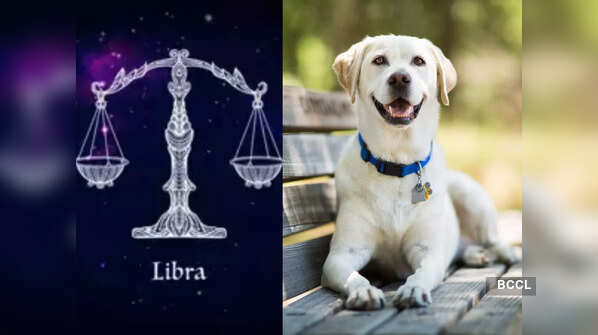 From Wolf to Elephants ; Find your perfect zodiac spirit animal