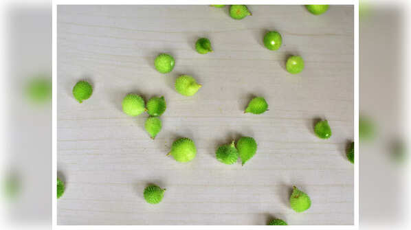 What is Kantola and what are the benefits of this monsoon vegetable