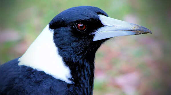 7 birds that are considered bad omens in different cultures