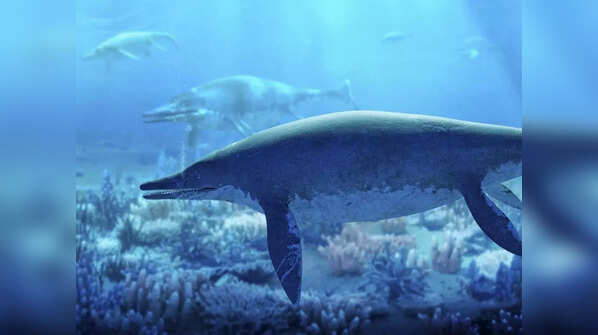 8 largest animals that ever lived