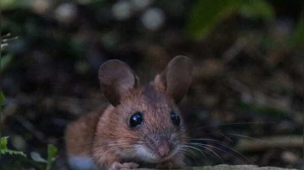 5 rodent species one should know about
