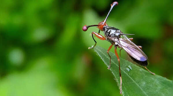 8 creatures with the most unique eyes in the world and how they use them