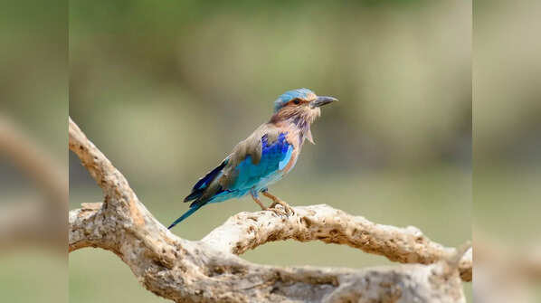 Why seeing a Neelkanth bird on Dussehra is considered auspicious?