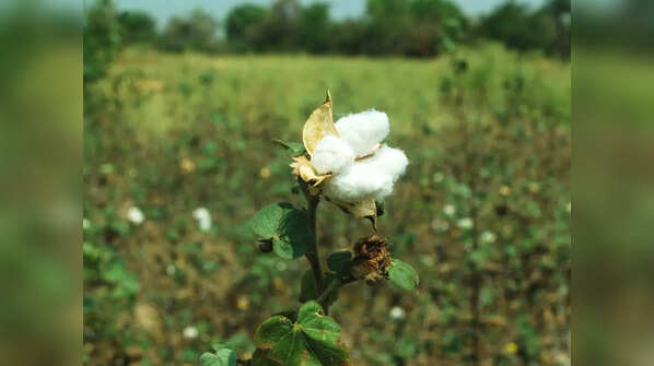 9 oldest varieties of cotton found around the world